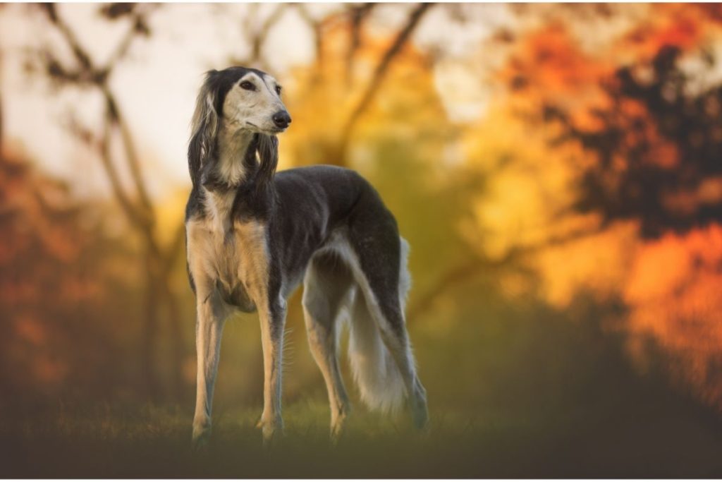 10 breeds of dogs in danger of extinction | Pett city