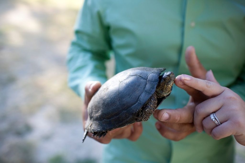 Do you know the different types of water turtles and their care | Pett city